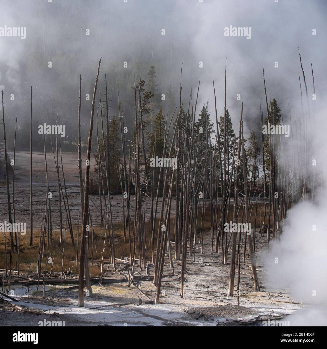 Steam venting into the air creating hog over the green forest trees and ...