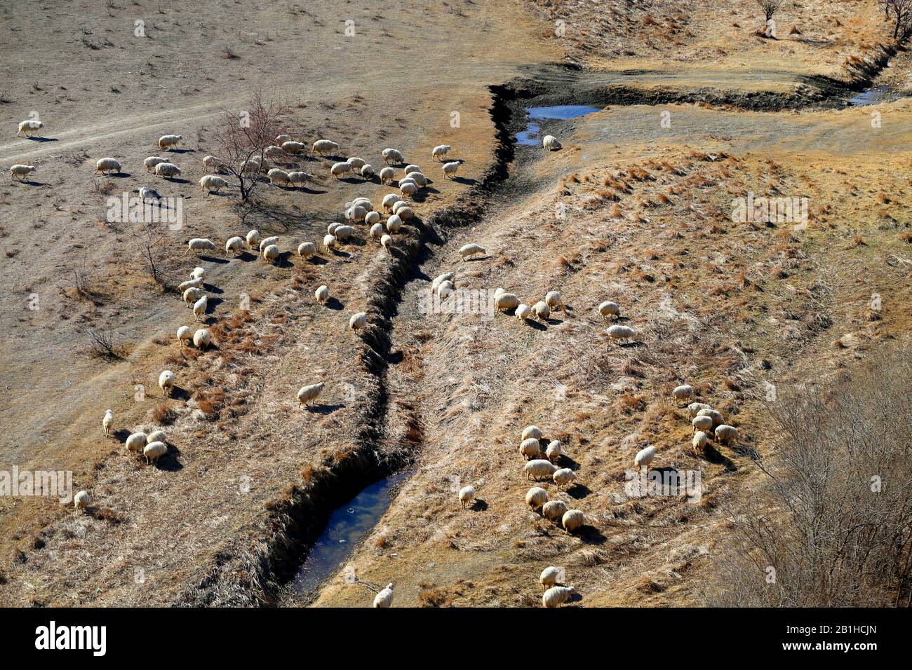 Aerial view countryside mountains sheep hi-res stock photography and ...