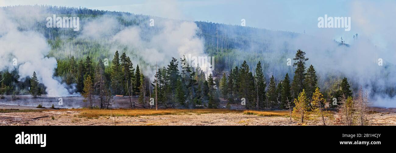 Panoramic view of green forest trees with geysers spewing clouds of ...