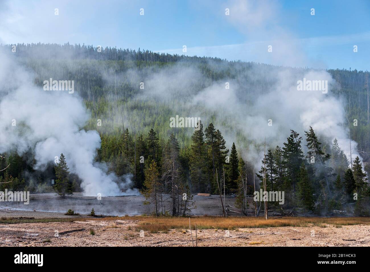 Green pine trees surrounding a hot spring with steam rising up. Geyser ...
