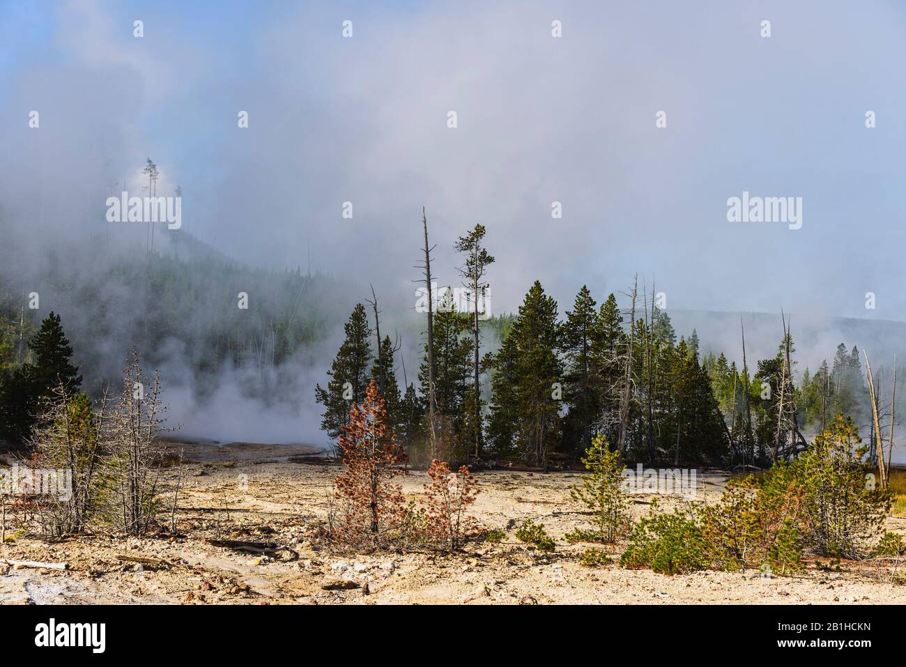 Clearing with small dead trees and green forest beyond with fog or mist ...
