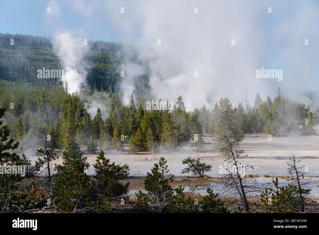 A forest of green pine trees with clouds of steam and erupting geysers ...