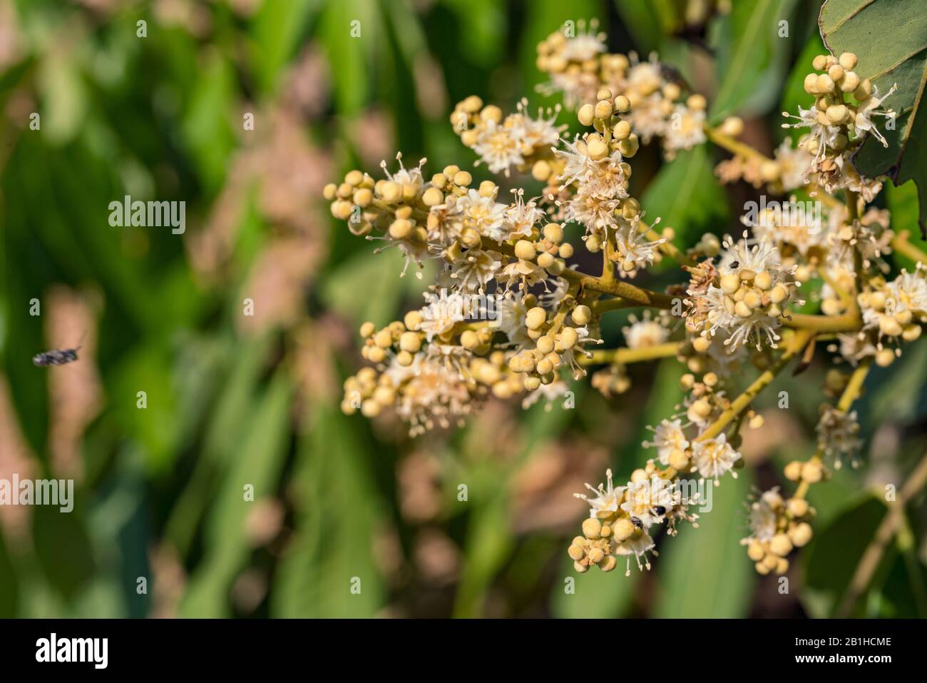 Longan Tropical fruit sweet,Longan flowers in tree Stock Photo - Alamy