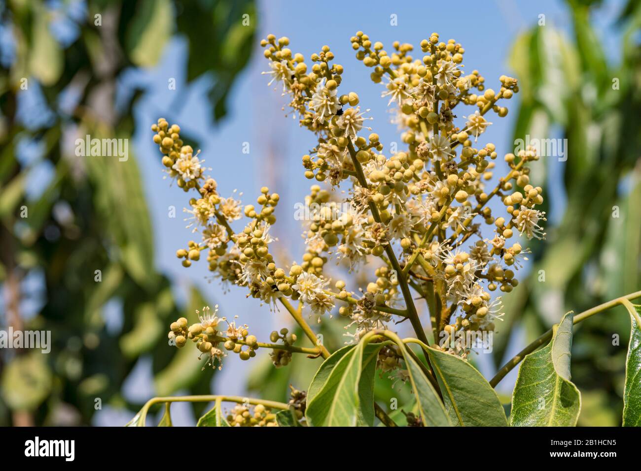 Longan fruit tree hi-res stock photography and images - Alamy