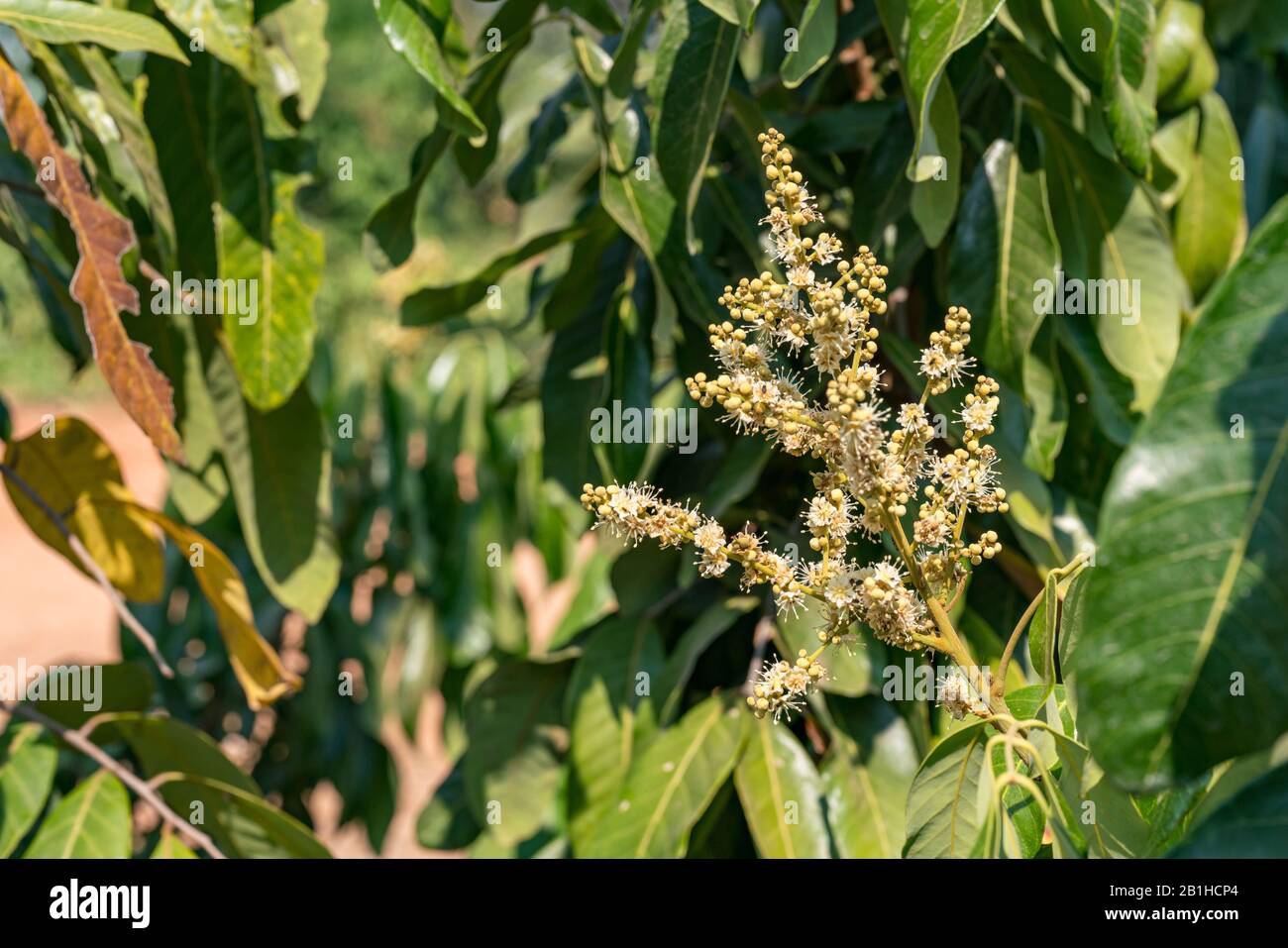 Longan Tropical fruit sweet,Longan flowers in tree Stock Photo - Alamy