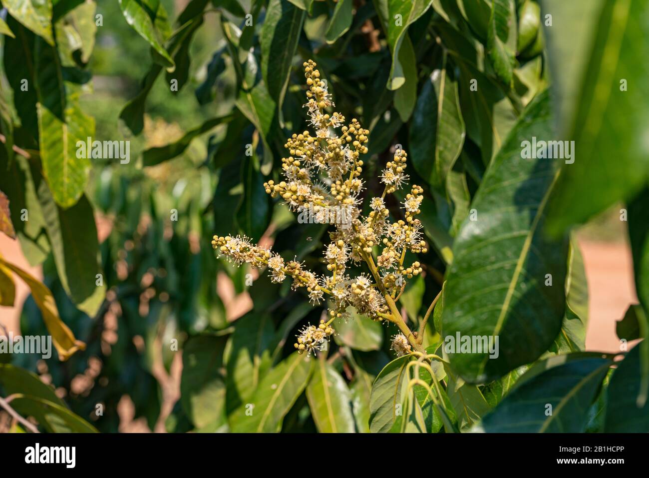Longan Tropical fruit sweet,Longan flowers in tree Stock Photo - Alamy
