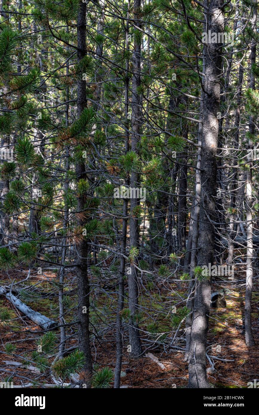 Thick forest of trees hi-res stock photography and images - Alamy