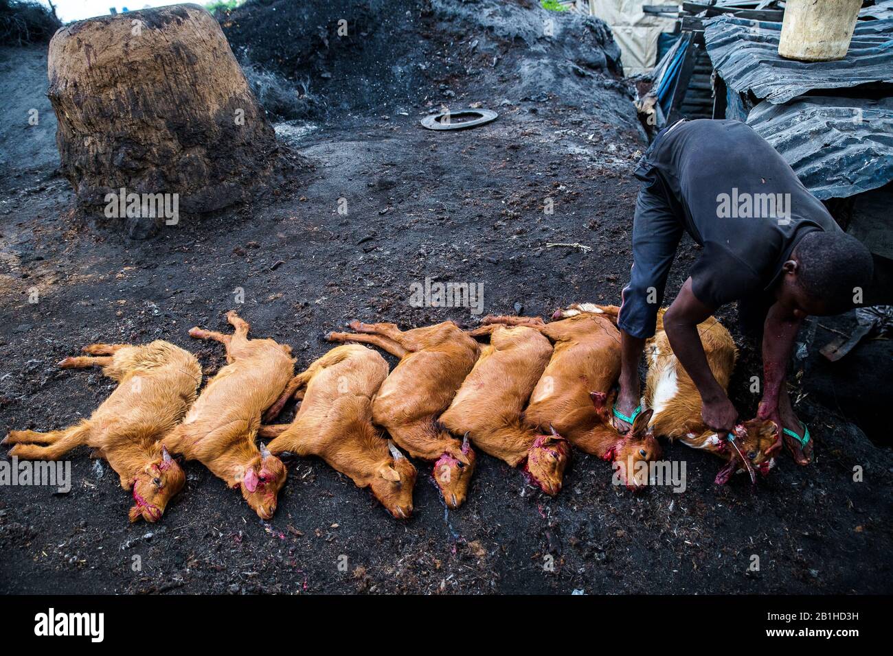 Goat meat hi-res stock photography and images - Alamy