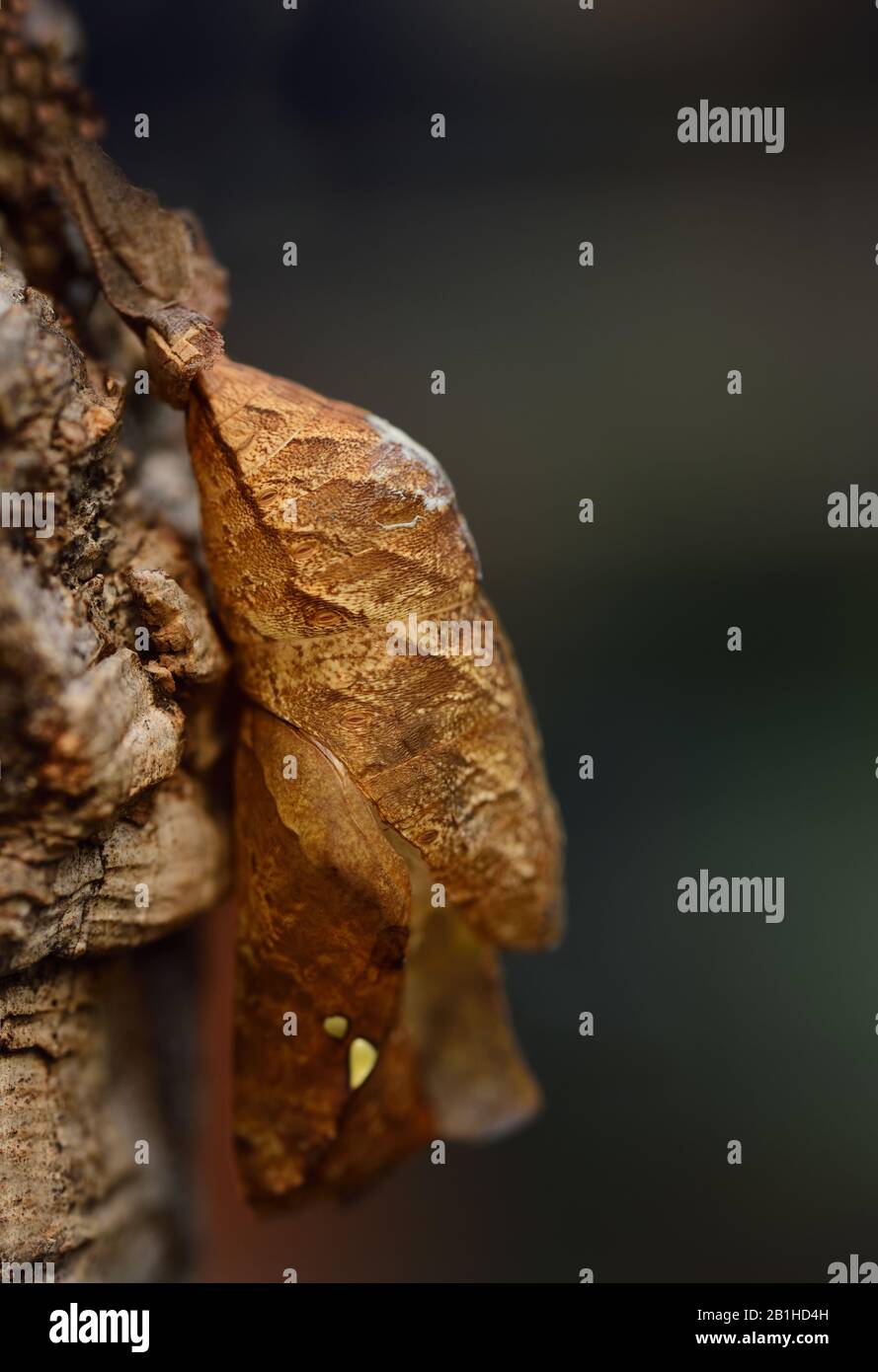 Owl butterfly caterpillar hi-res stock photography and images - Alamy