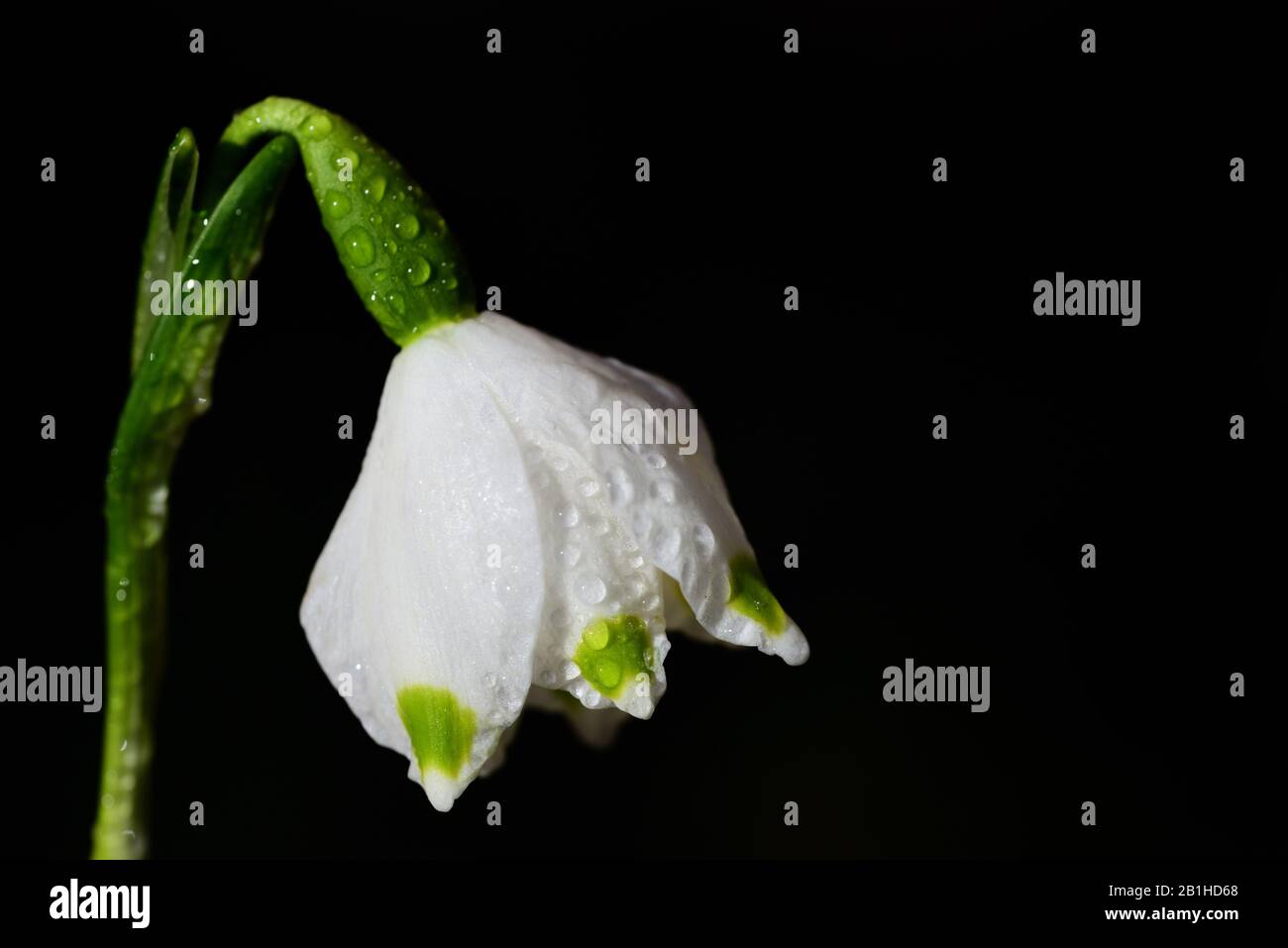 Spring season black and white hi-res stock photography and images - Alamy