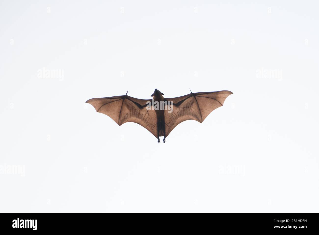 Indian Flying Fox (Pteropus giganticus) in flight at dusk over Chennai ...