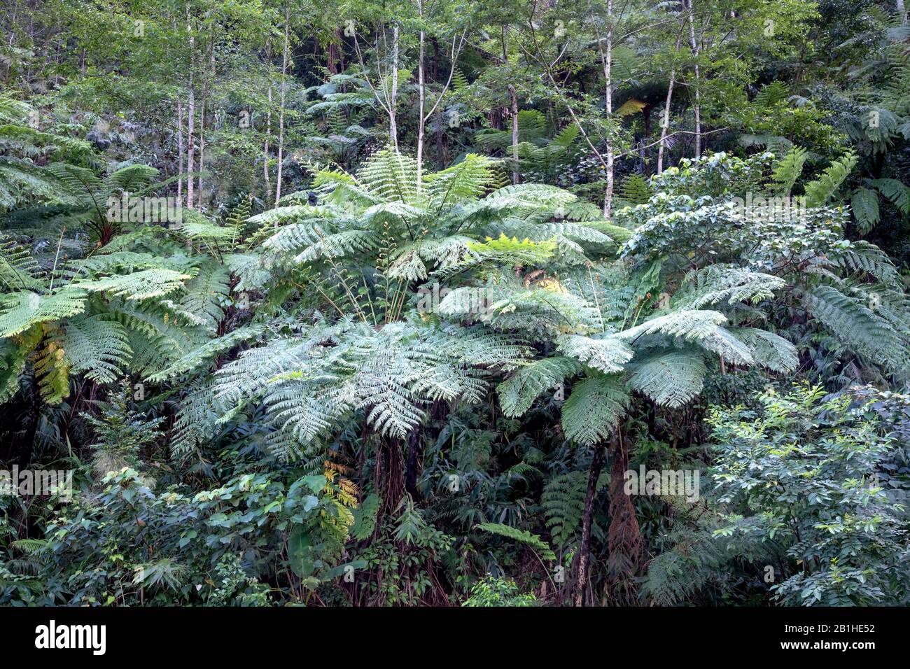 Tree ferns and other flora tree ferns and other flora hi-res stock ...