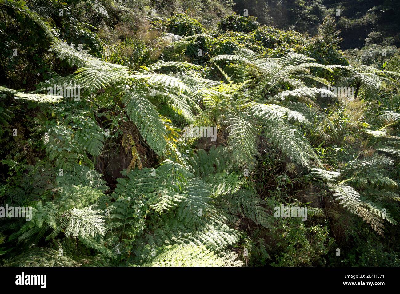 Rainforest many tree ferns hi-res stock photography and images - Alamy