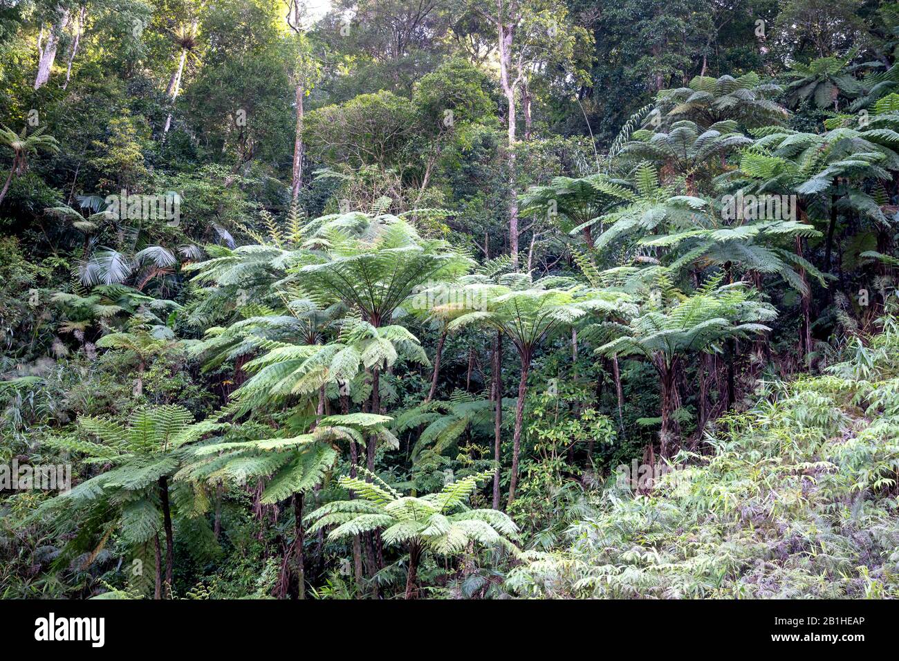 Tree ferns and other flora tree ferns and other flora hi-res stock ...