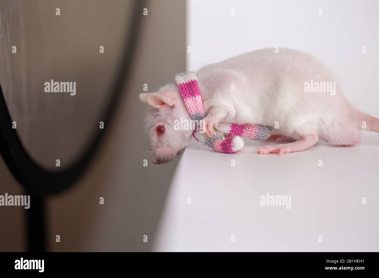 Escape concept. Laboratory rat in a pink scarf getting ready for the ...