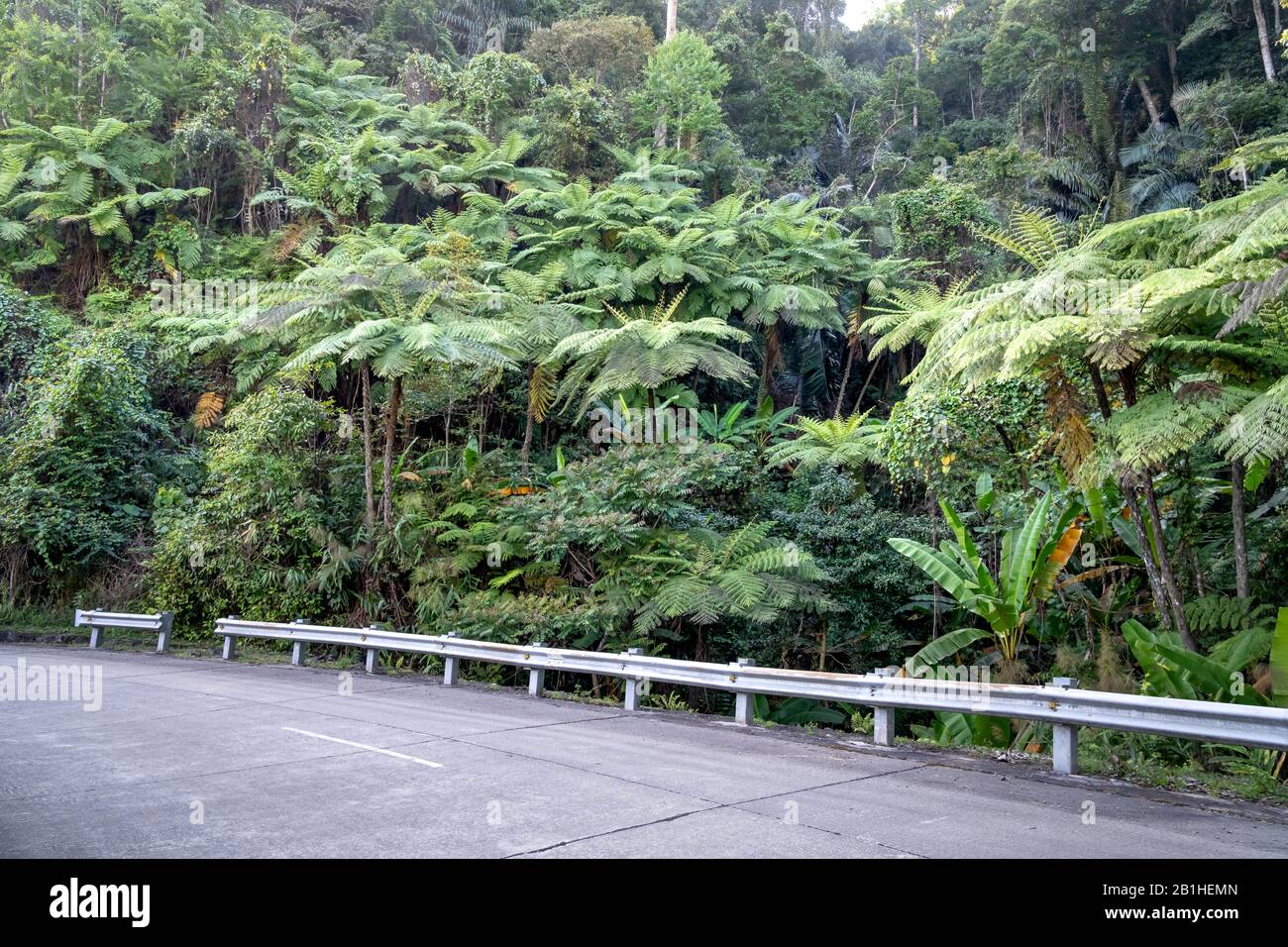 Tropical rain forest. a primeval old forest with lots of poplar trees ...