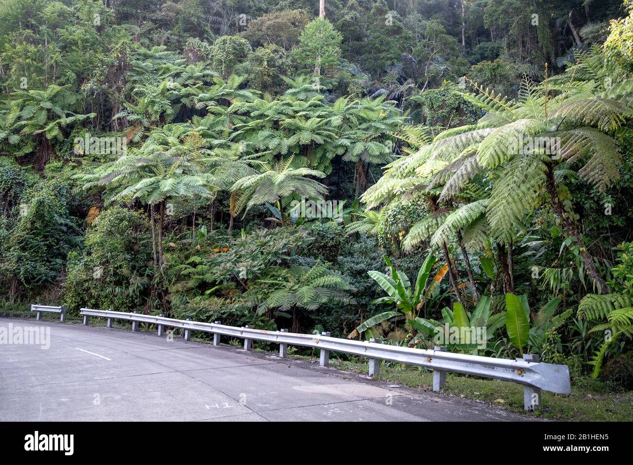 Primeval insect hi-res stock photography and images - Alamy