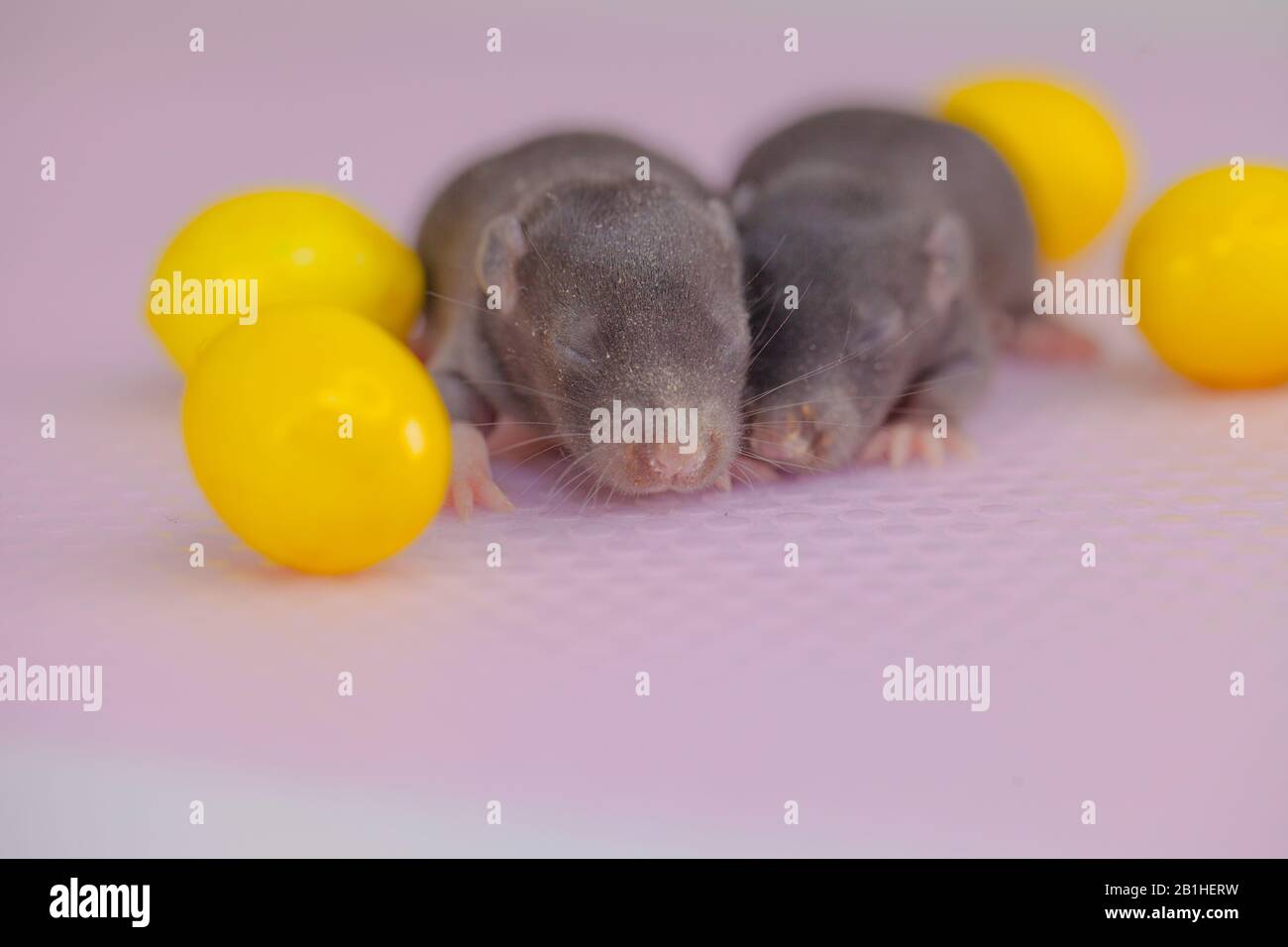 Funny and cute rats on a white background. Newborn babies Stock Photo ...