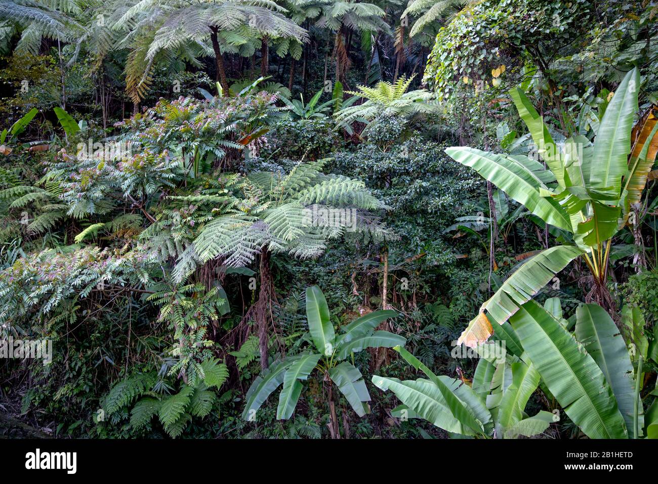Rainforest, with many tree ferns building a dense undergrowth for other ...