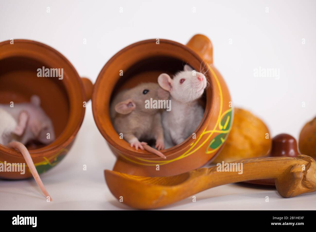 Rat cook. Little mice in food utensils Stock Photo - Alamy