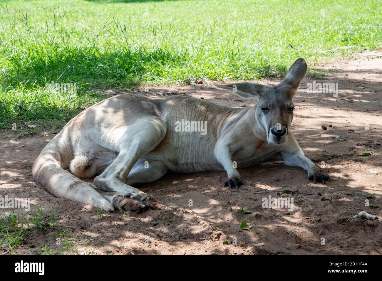 A kangaroo lies on the ground near a grass patch. Australian animals ...