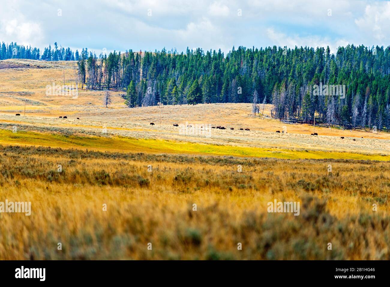 Golden valley with green trees hi-res stock photography and images - Alamy
