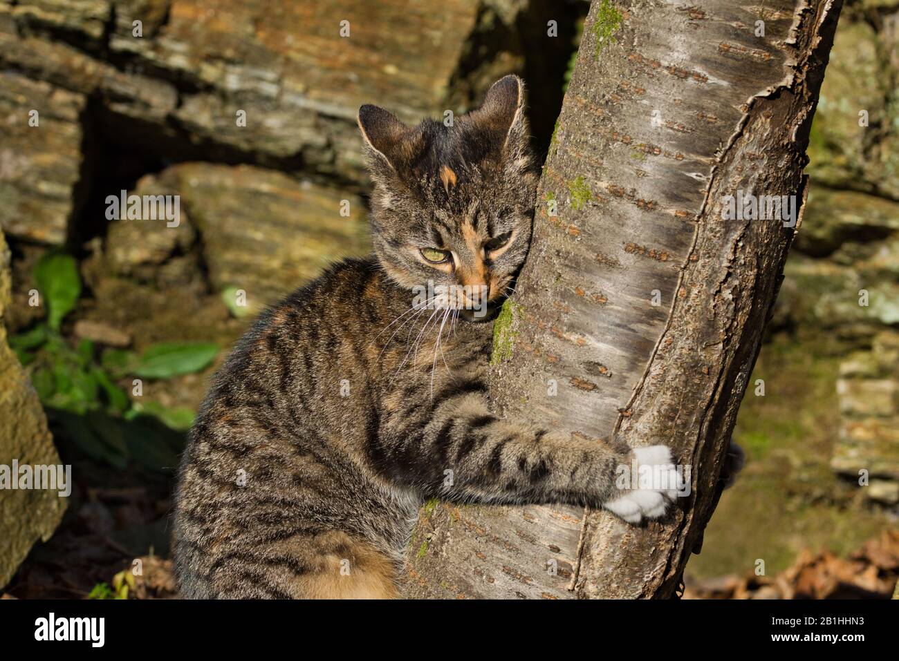 house cat playing in the forest Stock Photo - Alamy