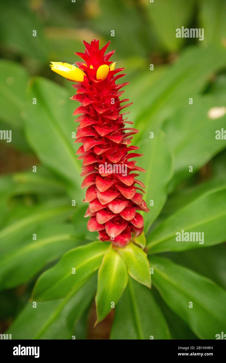 White torch ginger hi-res stock photography and images - Alamy