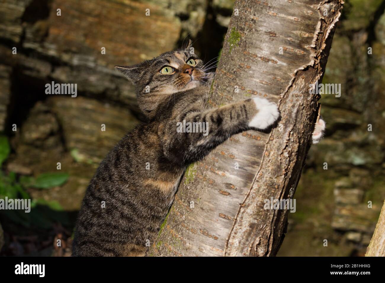house cat playing in the forest Stock Photo - Alamy