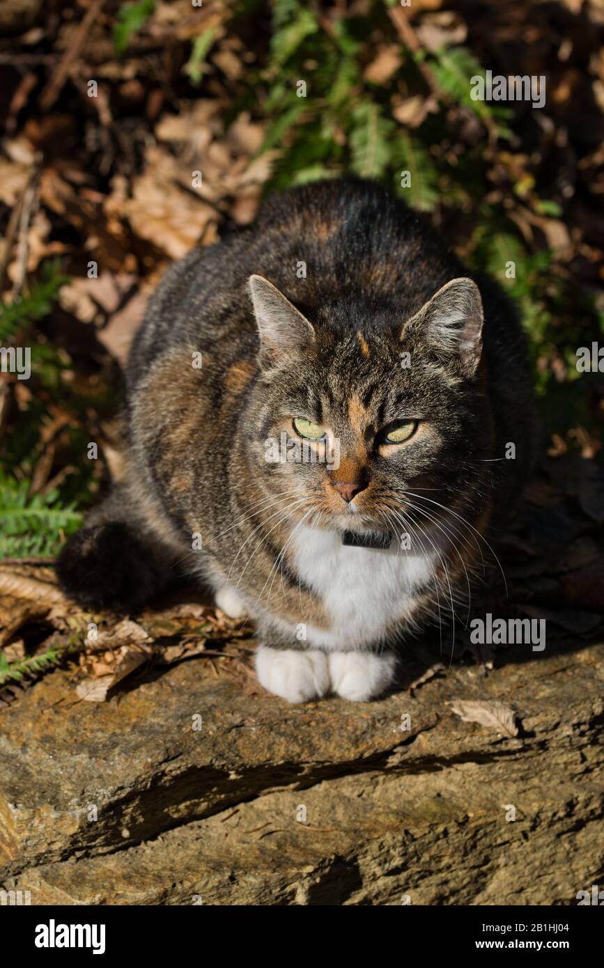 house cat playing in the forest Stock Photo - Alamy
