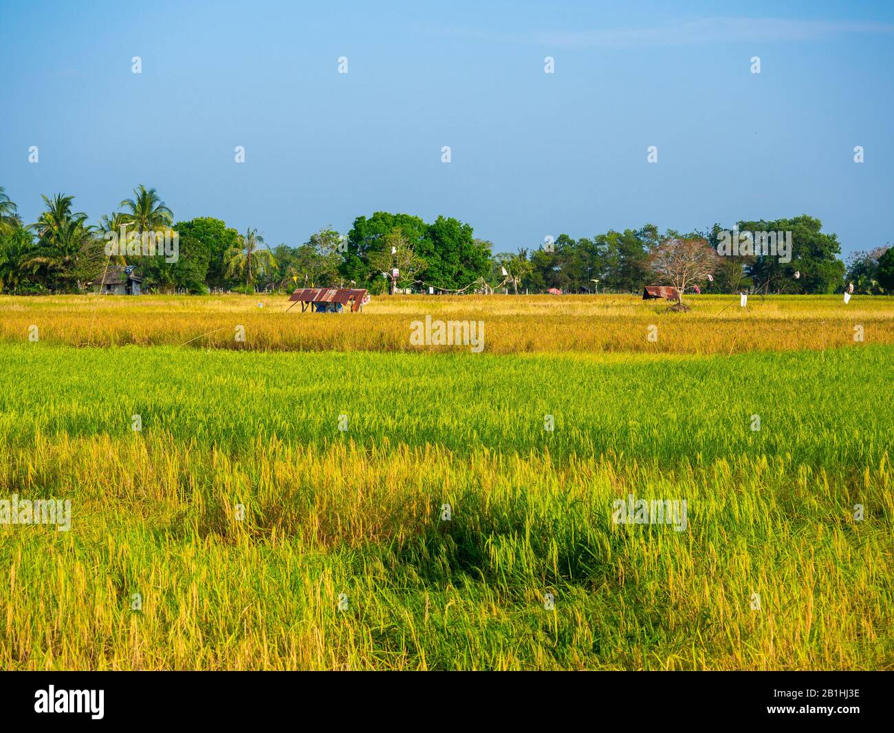 Countryside landscape. Beautiful golden and green rice fields with traditional huts in Thailand ...