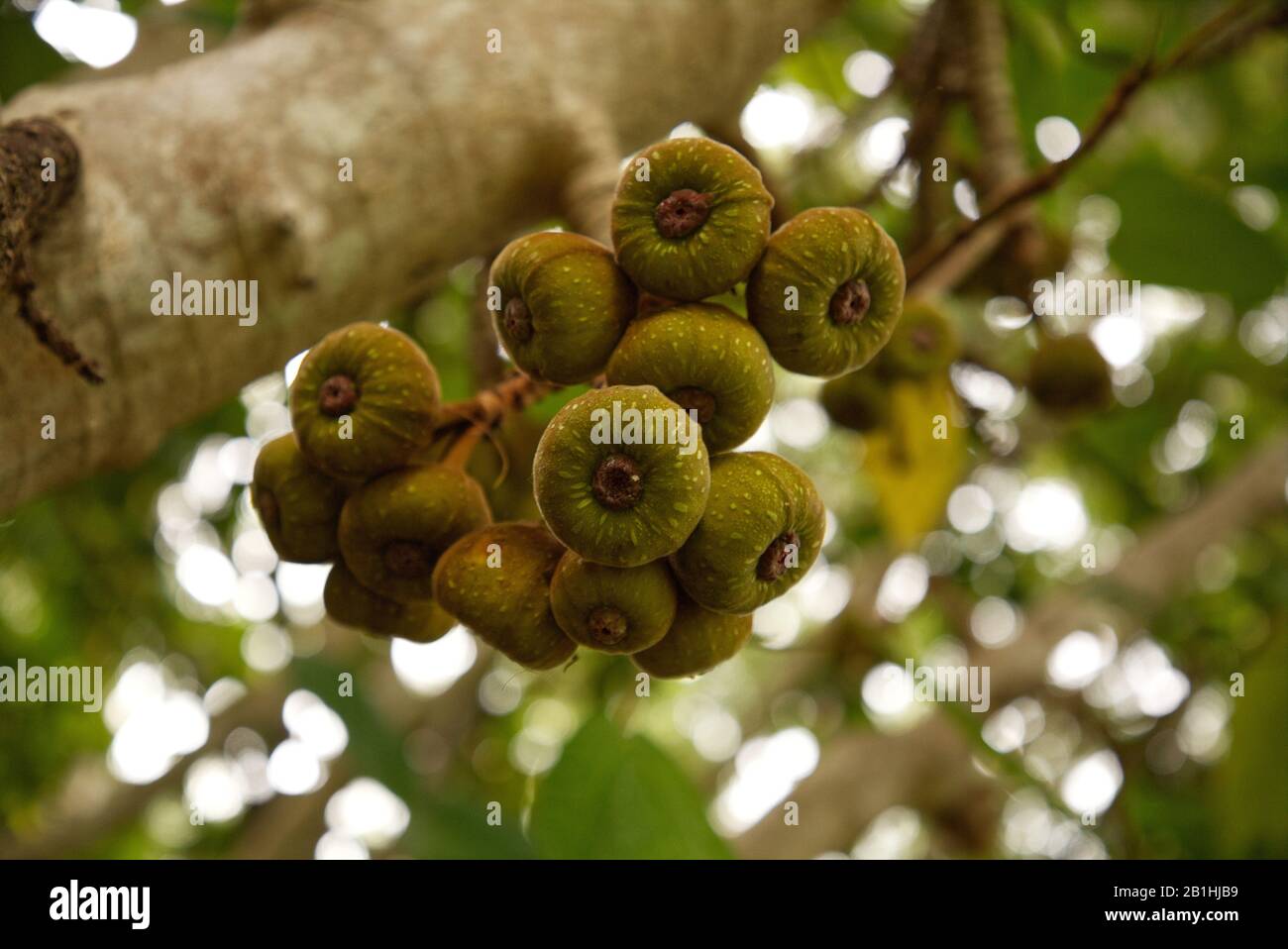 Fig tree with fruit Stock Photo - Alamy