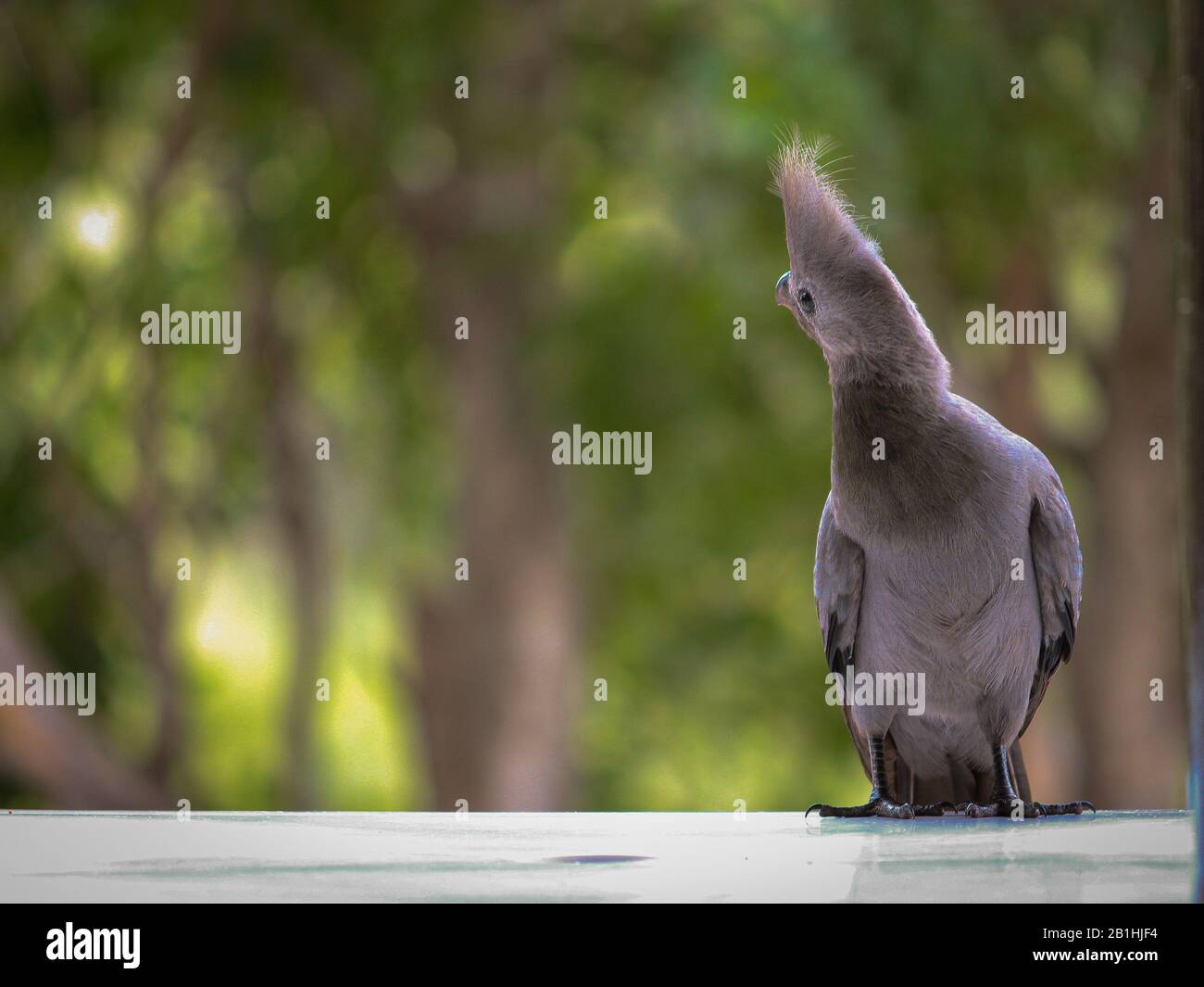 Gray bird looking backwards Stock Photo - Alamy