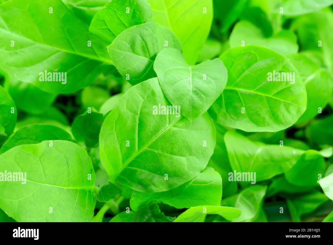 Tobacco leaf. Close up of green leaf tobacco. growing in tobacco ...