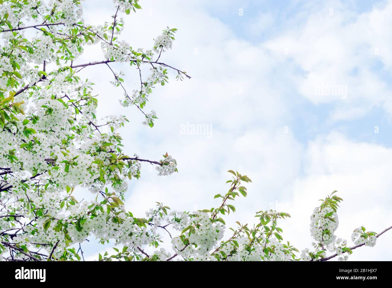 Beautiful White Japanese Cherry Blossom Trees In Full Bloom In The Sun ...