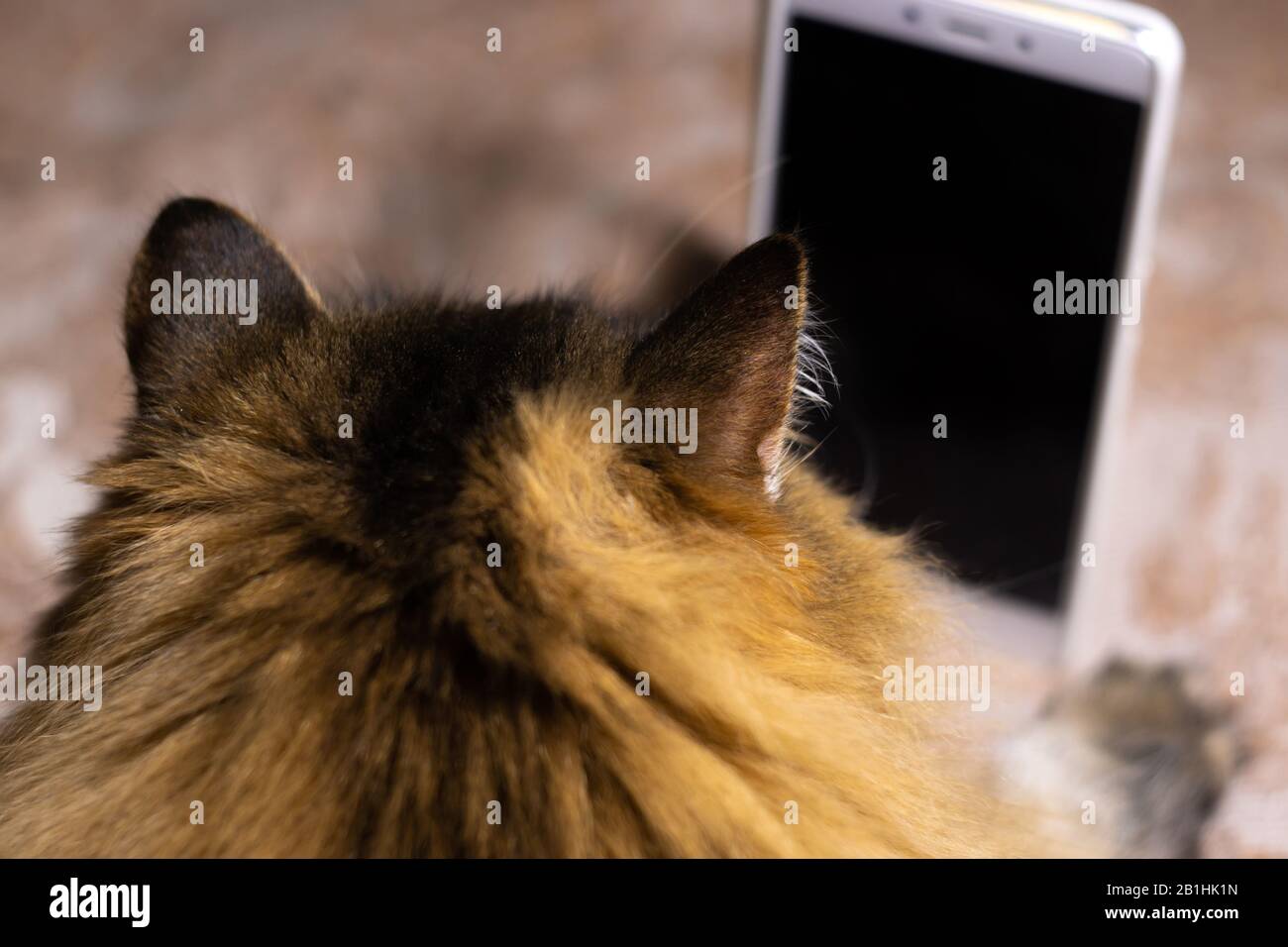 Cat telephone funny hi-res stock photography and images - Alamy