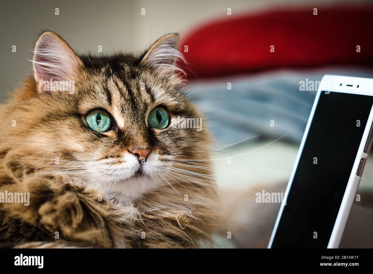 cat looking at smartphone mobile cell phone. selective focus. funny ...