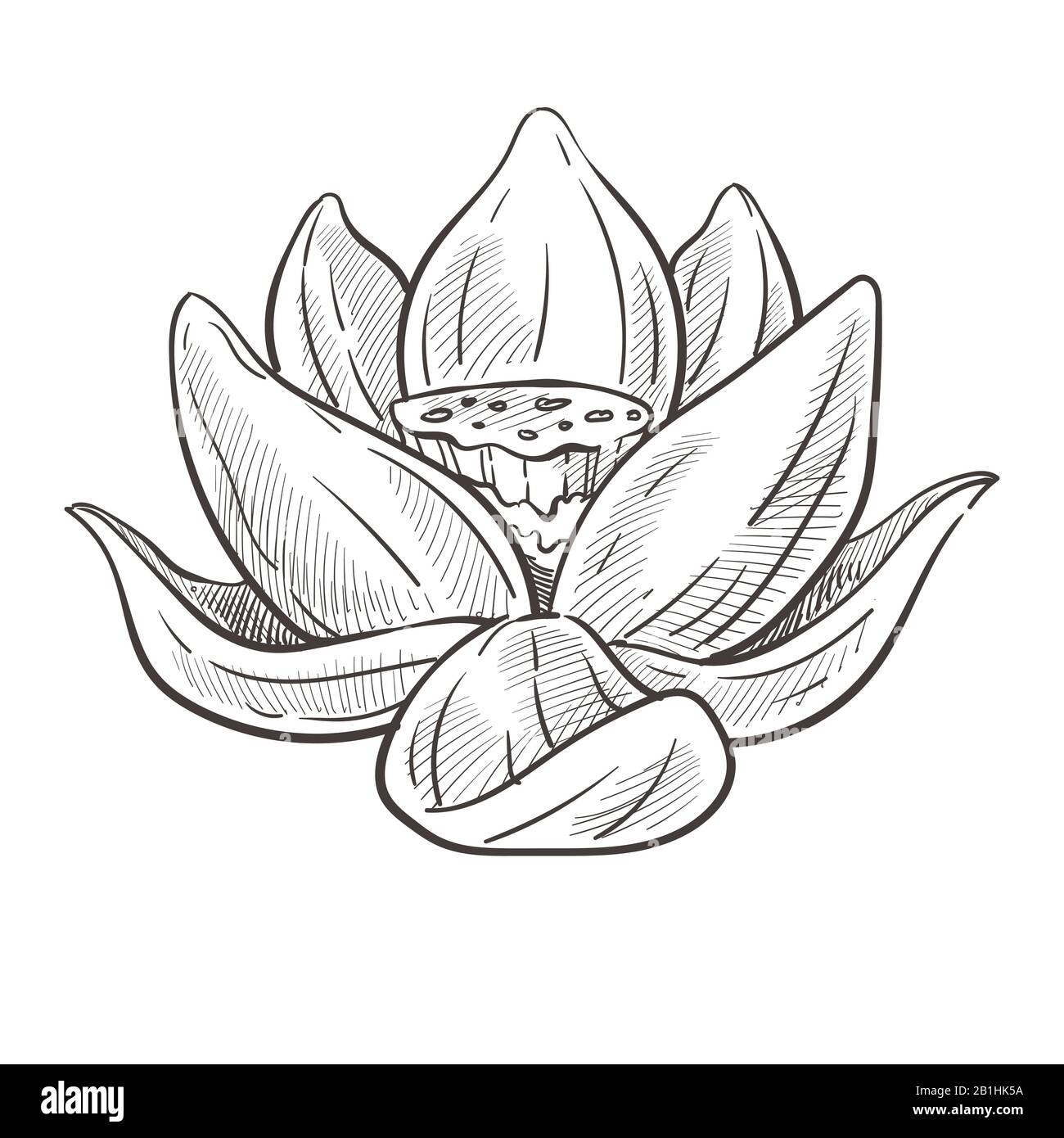 Lotus flower drawing pencil hi-res stock photography and images - Alamy
