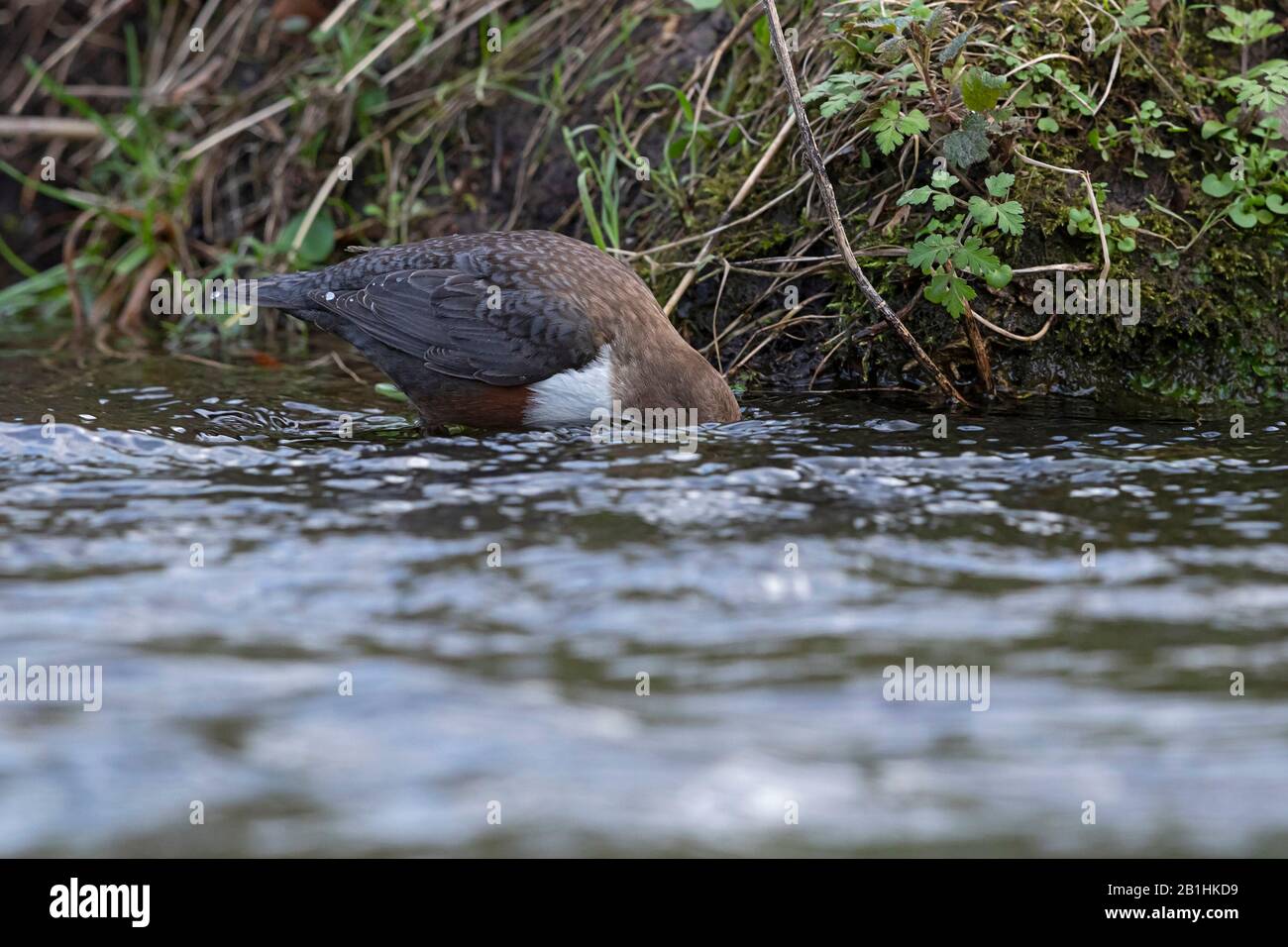 Dipper under water hi-res stock photography and images - Alamy