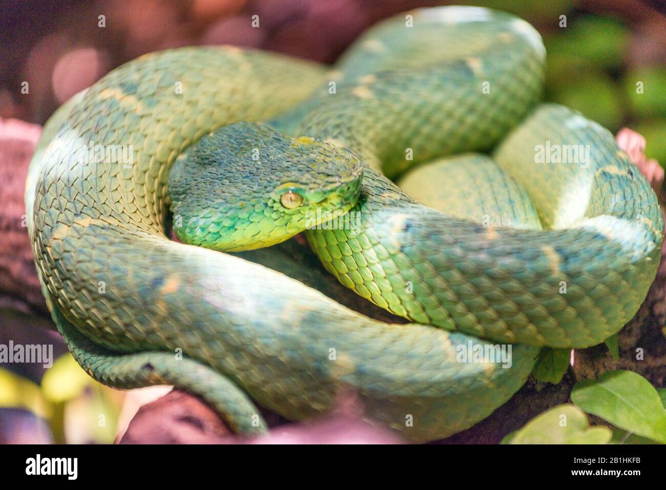 Green snake resting Stock Photo - Alamy