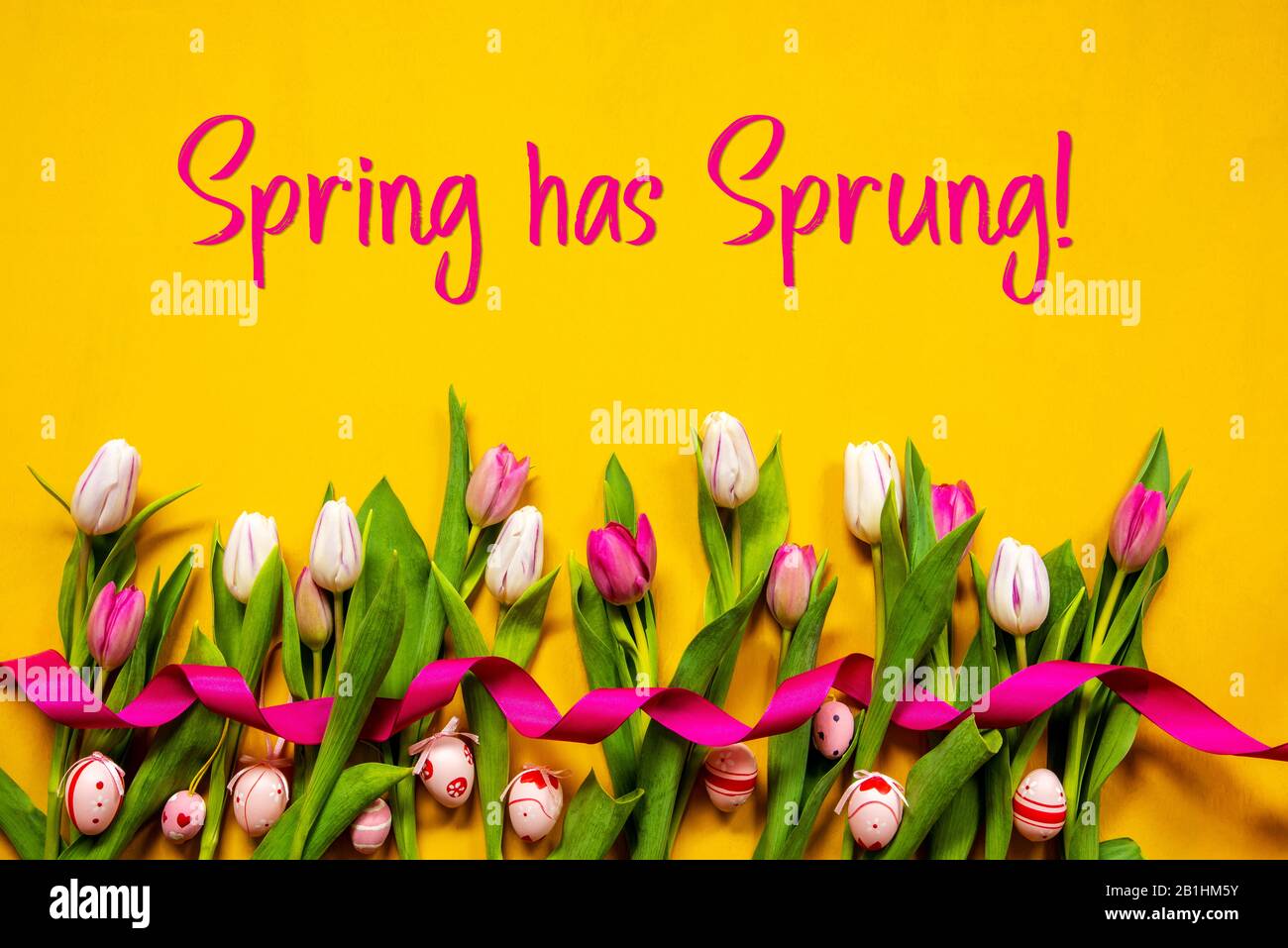 Colorful Tulip, Text Spring Has Sprung, Easter Egg, Yellow Background ...