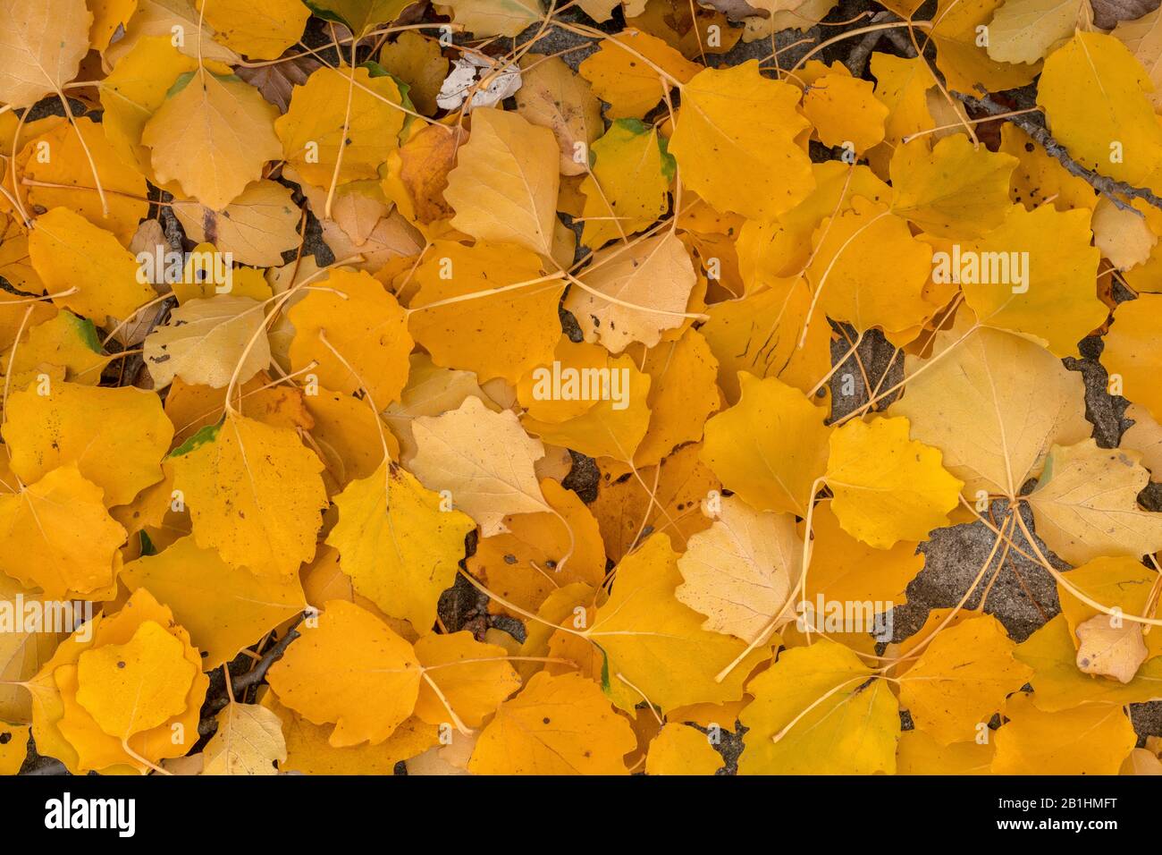 Aspen, Populus tremula, leaves turning yellow in autumn Stock Photo - Alamy