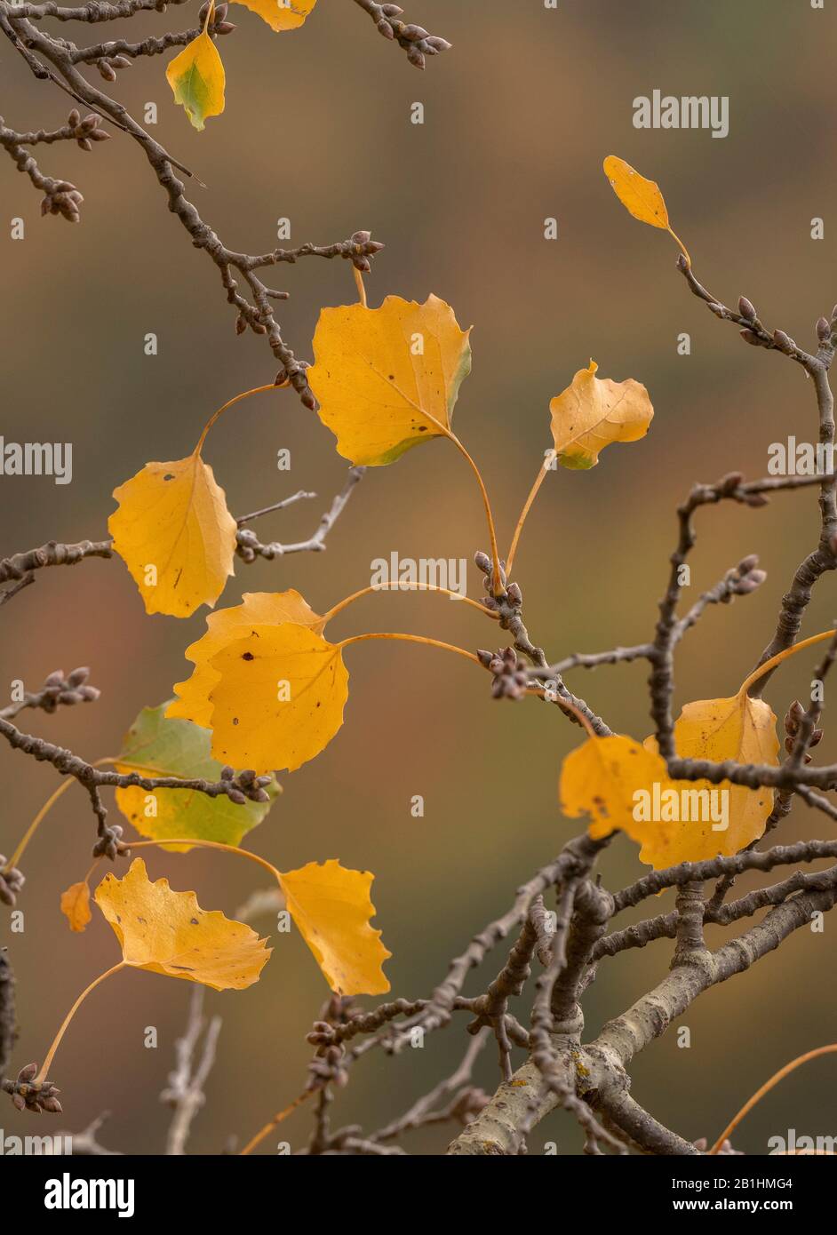 Aspen, Populus tremula, leaves turning yellow in autumn Stock Photo - Alamy