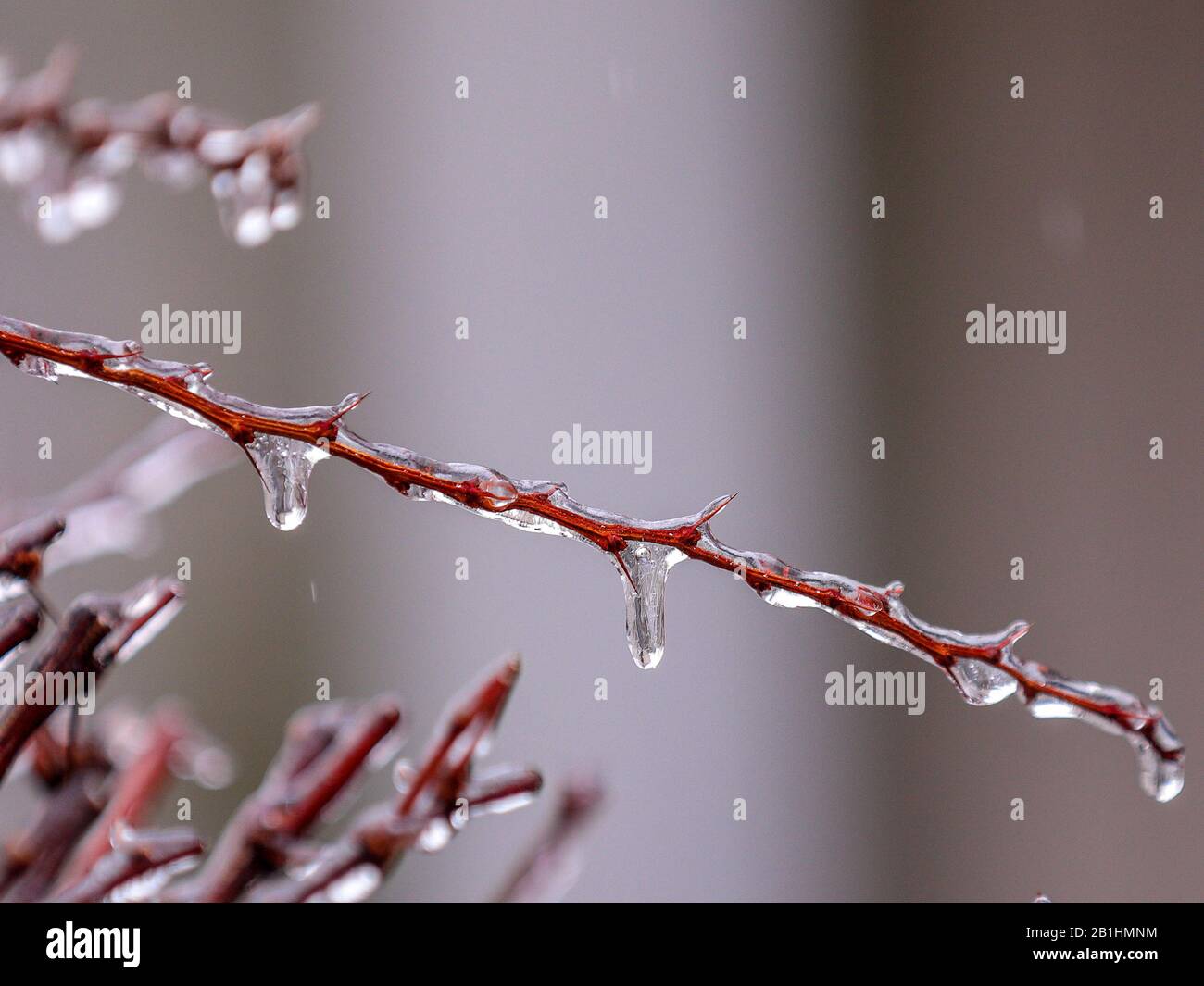 Icicle on a tree branch Stock Photo - Alamy