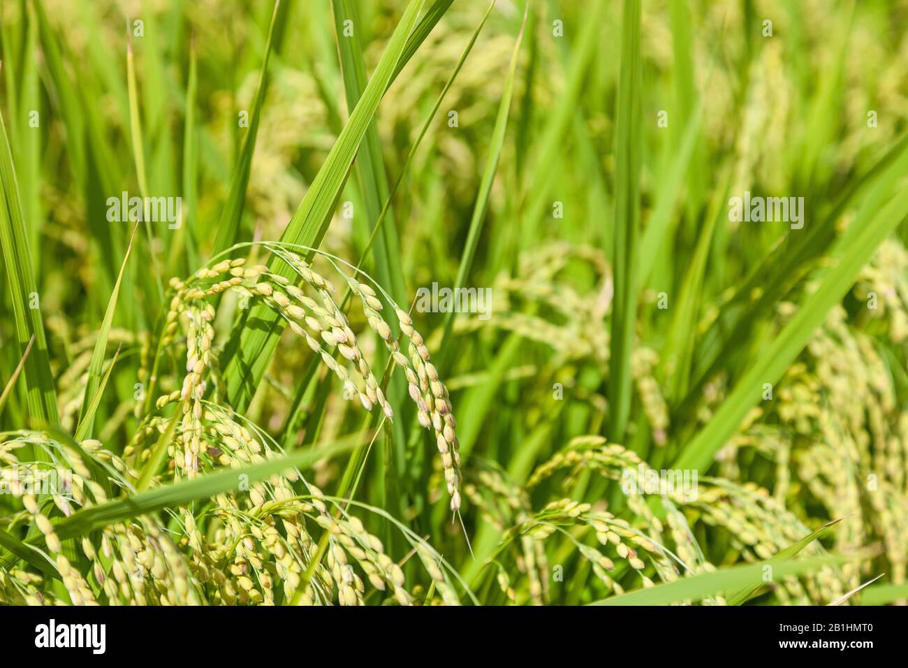 Beautiful green color rice field., Ripening rice in a paddy field Stock ...