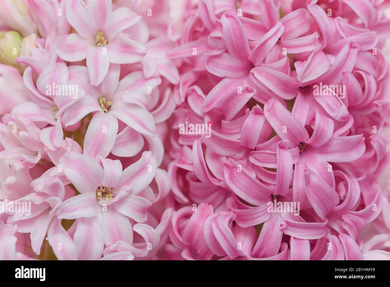 Macro closeup view of Hyacinth Pink Spring flowers on light pink ...