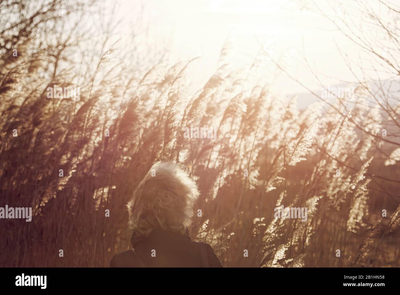 Schwimmende Wiesen am Steinhuder Meer,Winzlar Stock Photo - Alamy