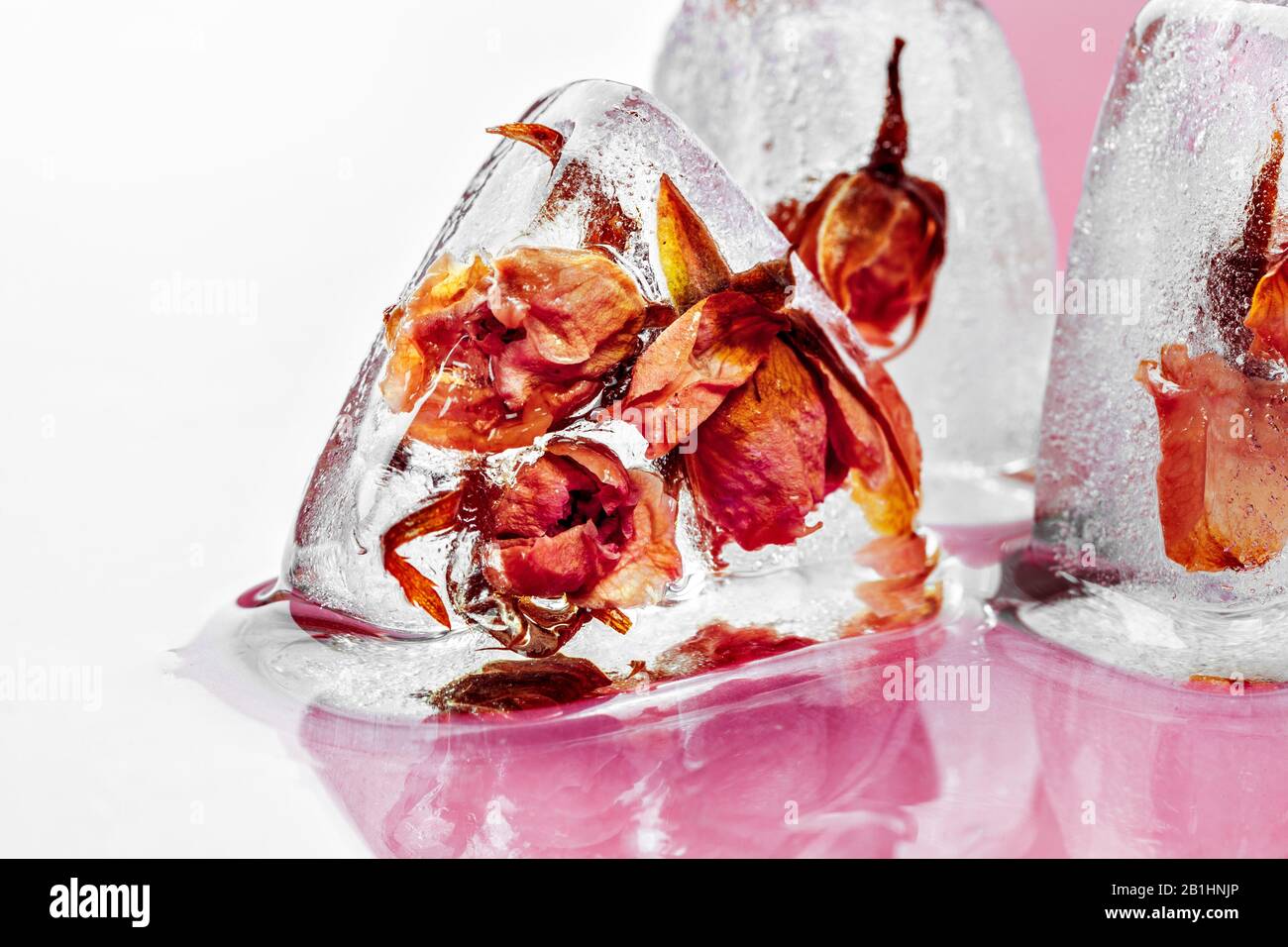Frozen rose in ice cube. Creative photo Stock Photo - Alamy