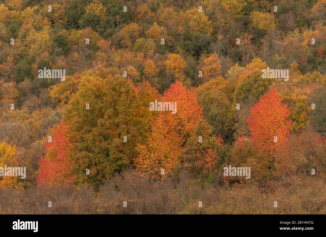 Cherry trees in fall color hi-res stock photography and images - Alamy