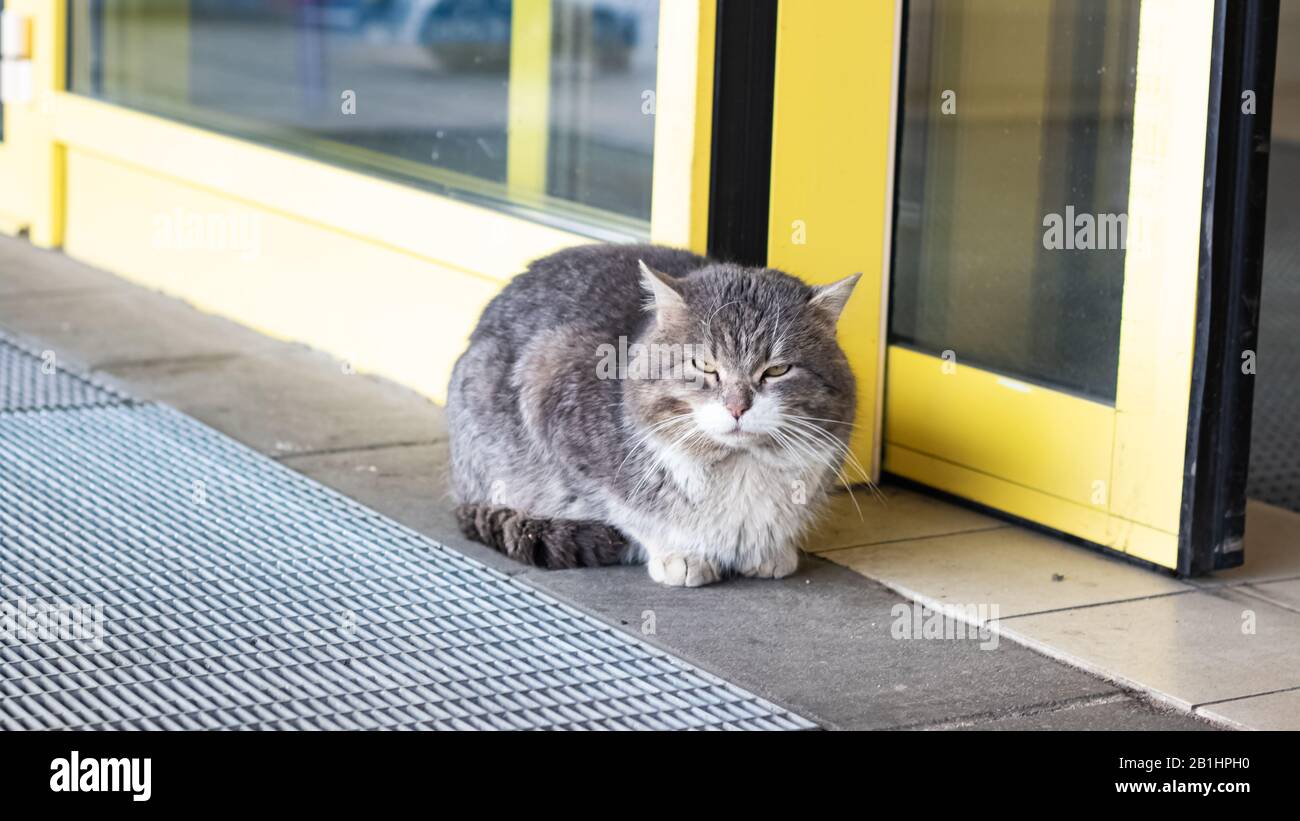 Gray tabby alley cat hi-res stock photography and images - Alamy